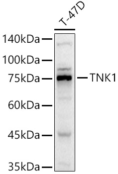 TNK1 Rabbit pAb-多克隆抗体- ABclonal