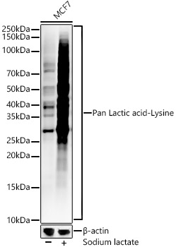 Pan Lactic acid-Lysine Rabbit mAb-其它修饰性抗体- ABclonal