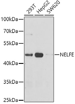 Results for NELFE - ABclonal