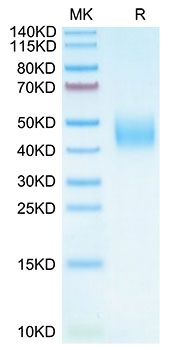 Results for B7-H3 - ABclonal